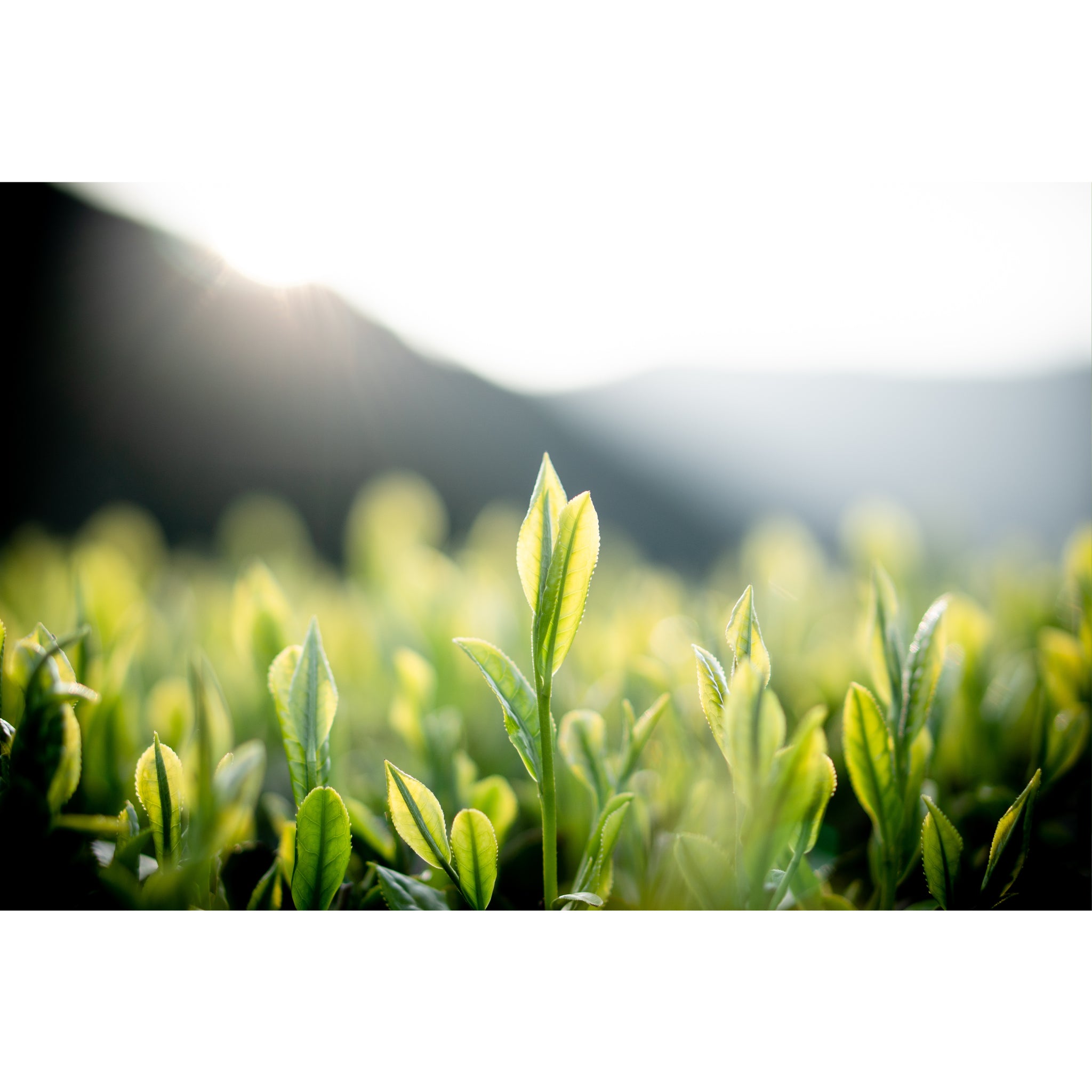 ASACHA - Nihoncha Sapuri – 日本茶サプリ